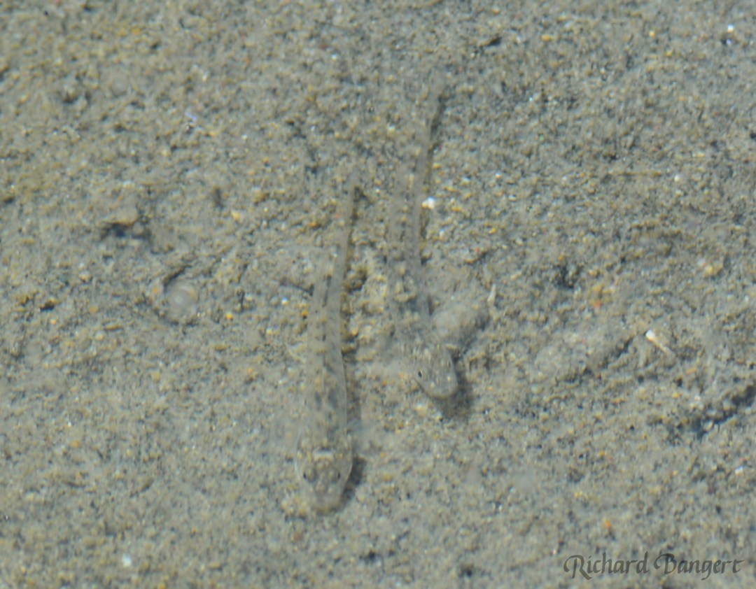 Marine ecosystem thrives at Alameda Point – Alameda Point Environmental ...