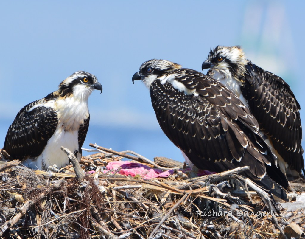 Osprey Family Thrives in Face of Adversity – Alameda Point ...