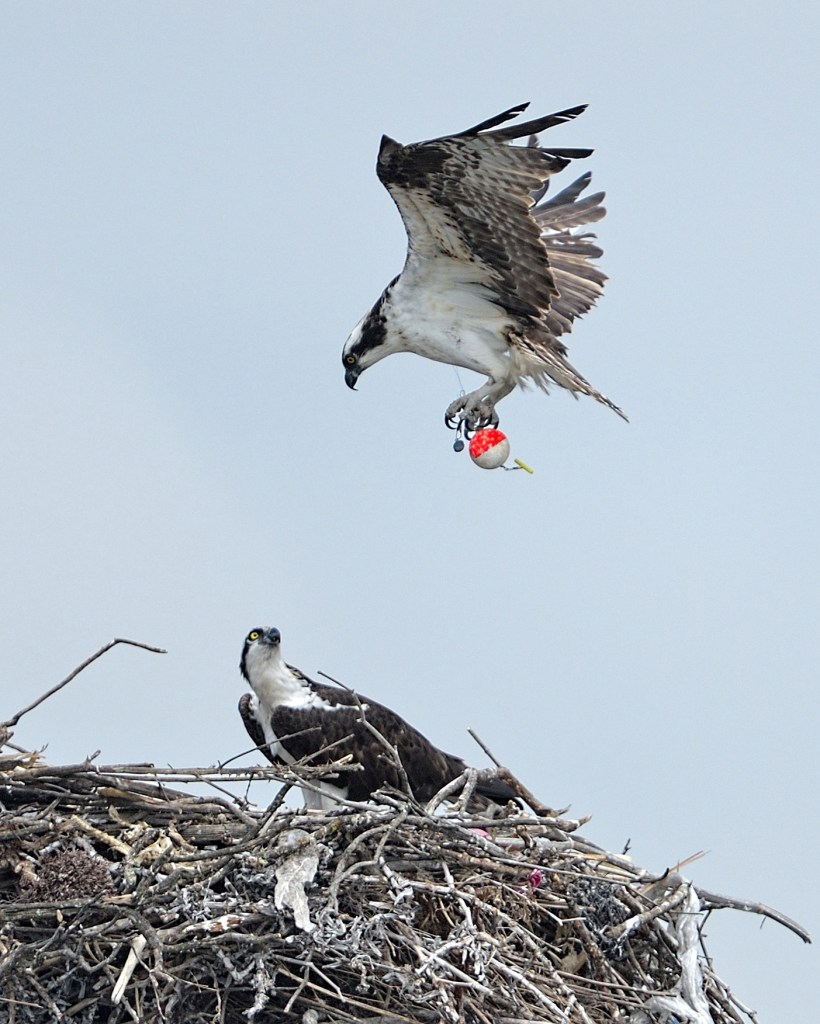 Osprey Family Thrives in Face of Adversity – Alameda Point ...