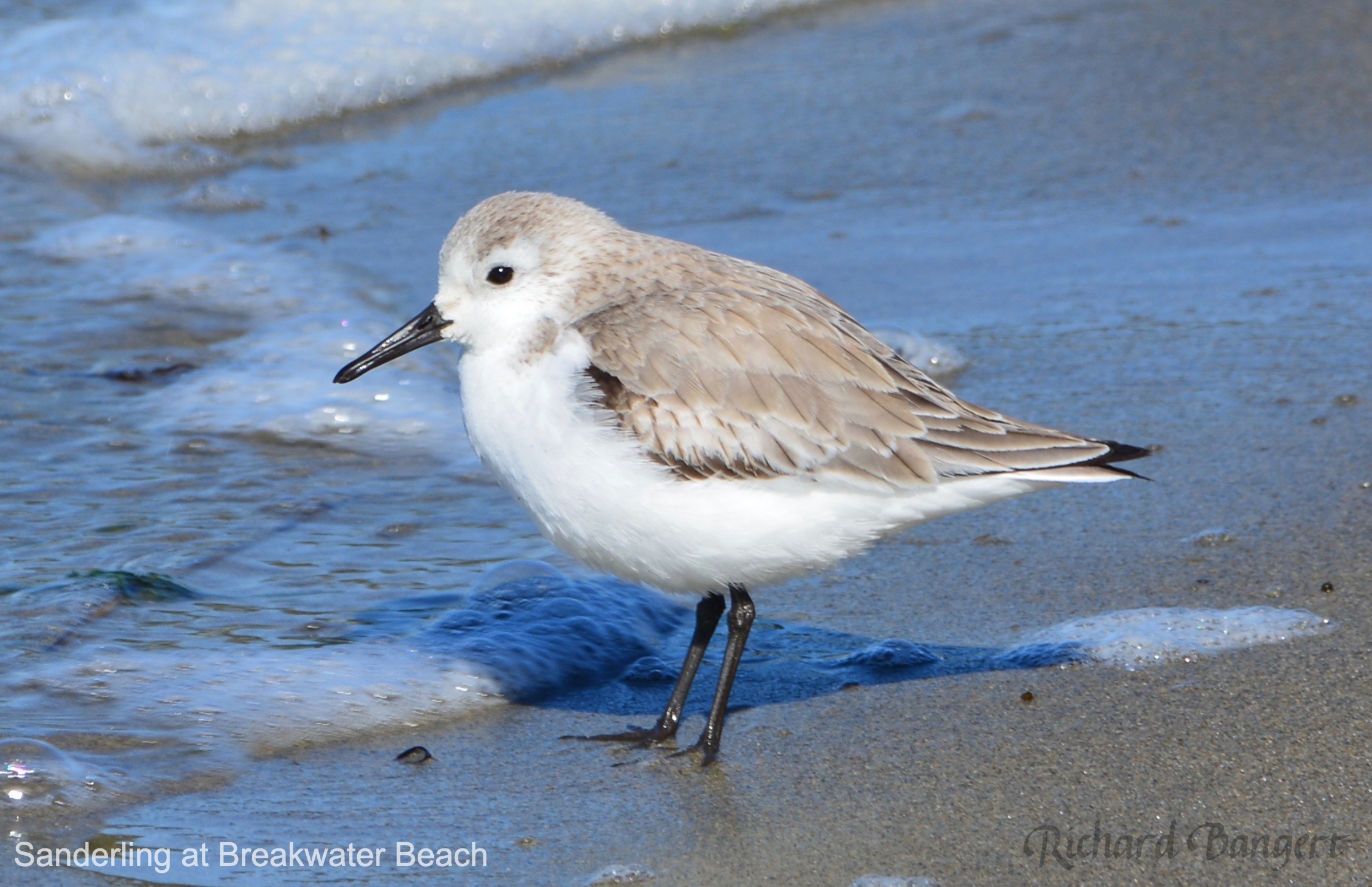 Sanderling – Alameda Point Environmental Report