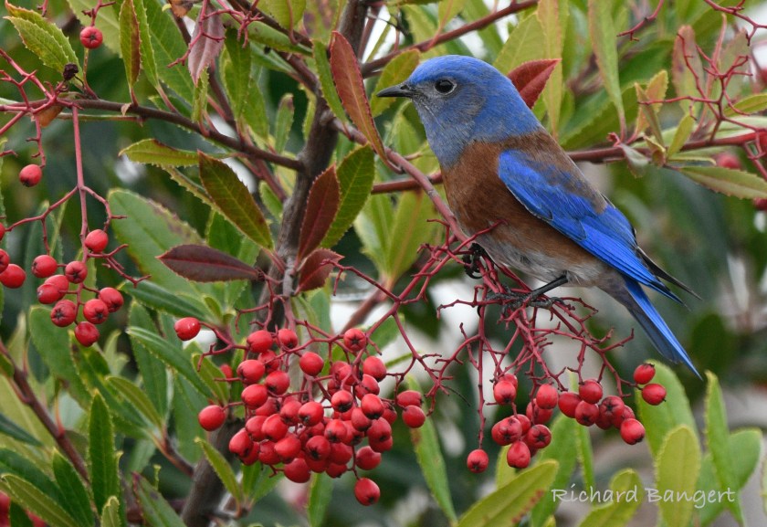 New shoreline landscaping is benefiting wildlife – Alameda Point ...