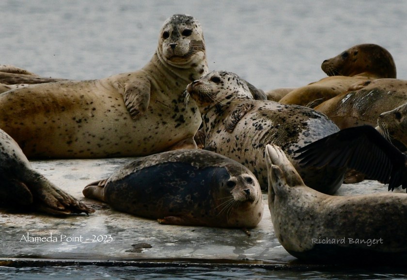 Harbor seal molting and mating behavior up close – Alameda Point ...