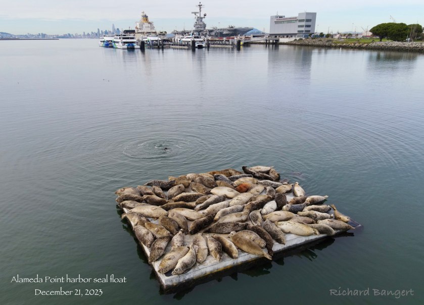 Harbor seal molting and mating behavior up close – Alameda Point ...