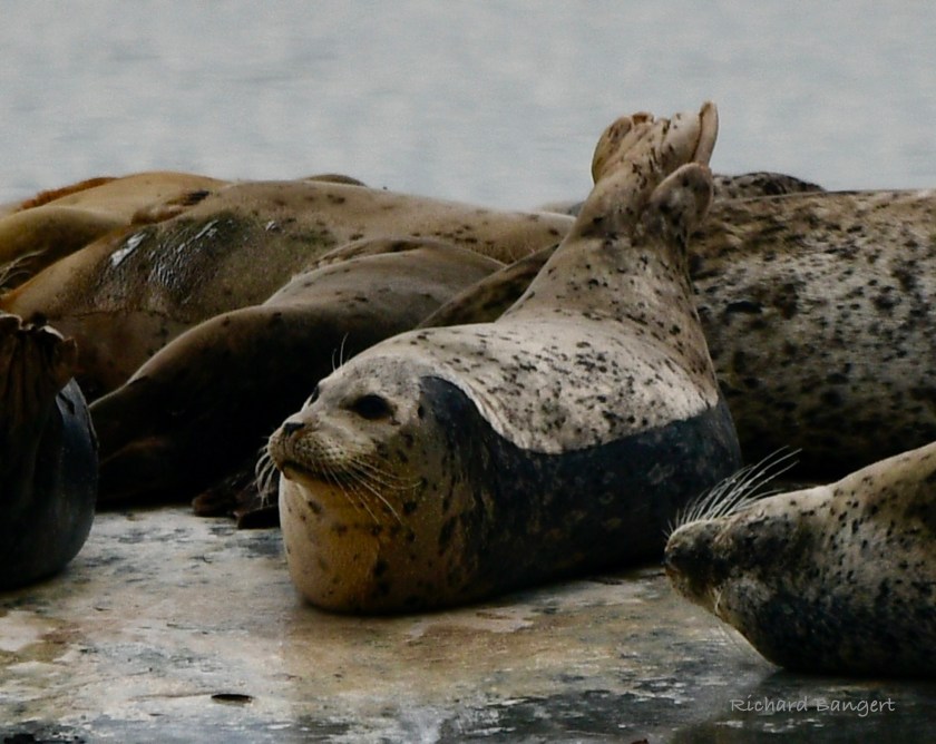 Harbor seal molting and mating behavior up close – Alameda Point ...